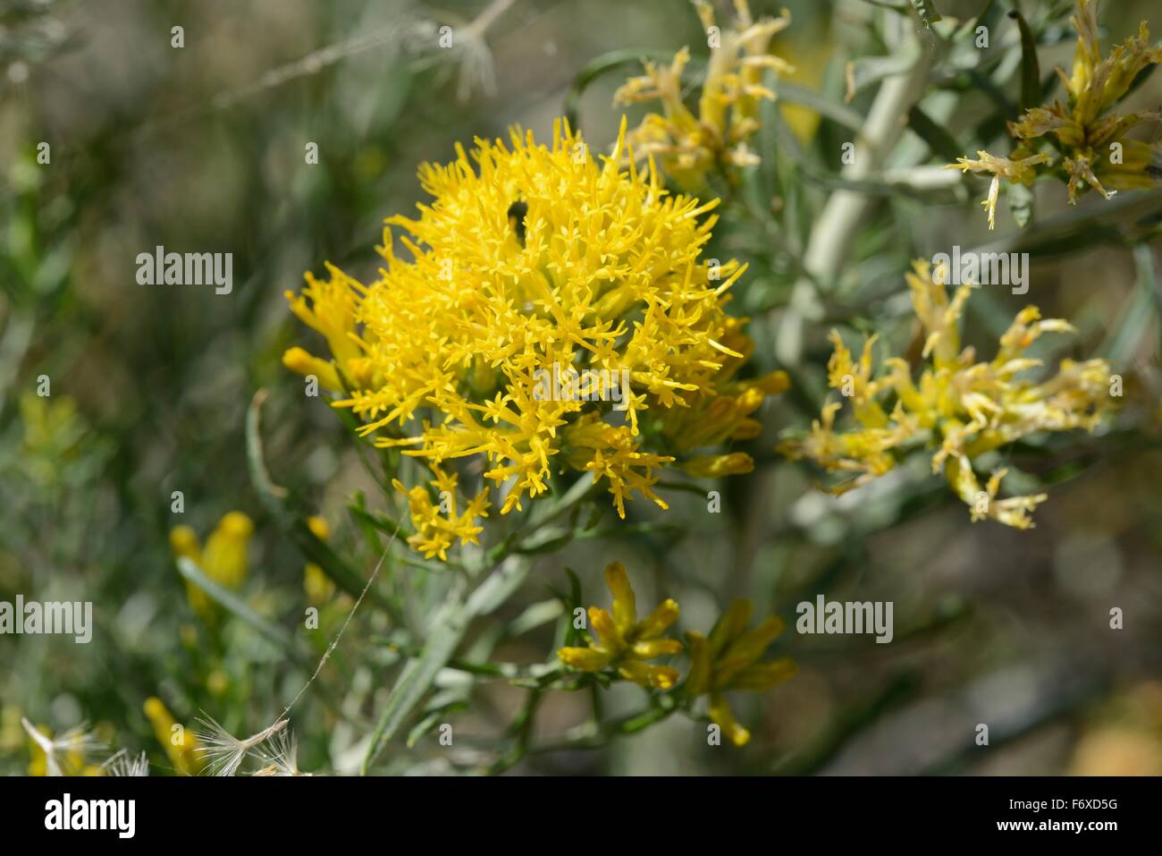 Rabbitbrush hi-res stock photography and images - Alamy