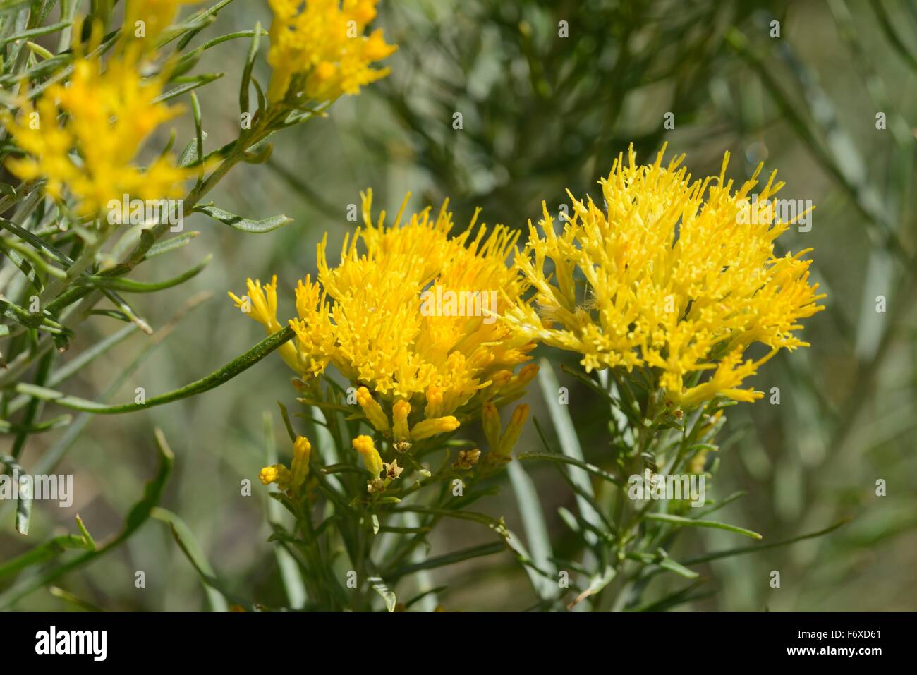 Rabbitbrush hi-res stock photography and images - Alamy