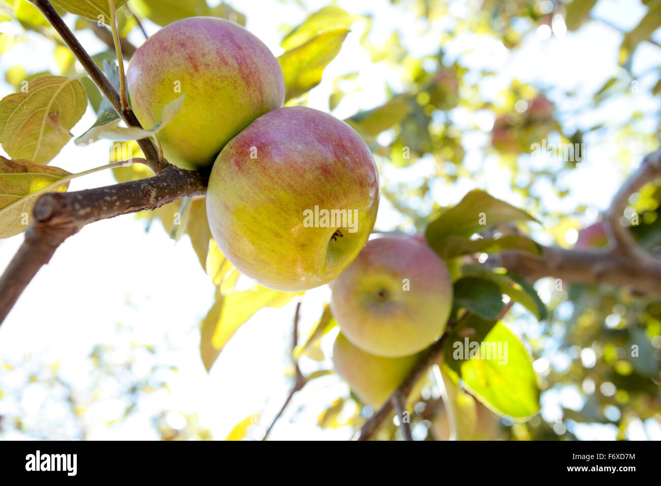 Branch of apple tree in sunlight Stock Photo - Alamy