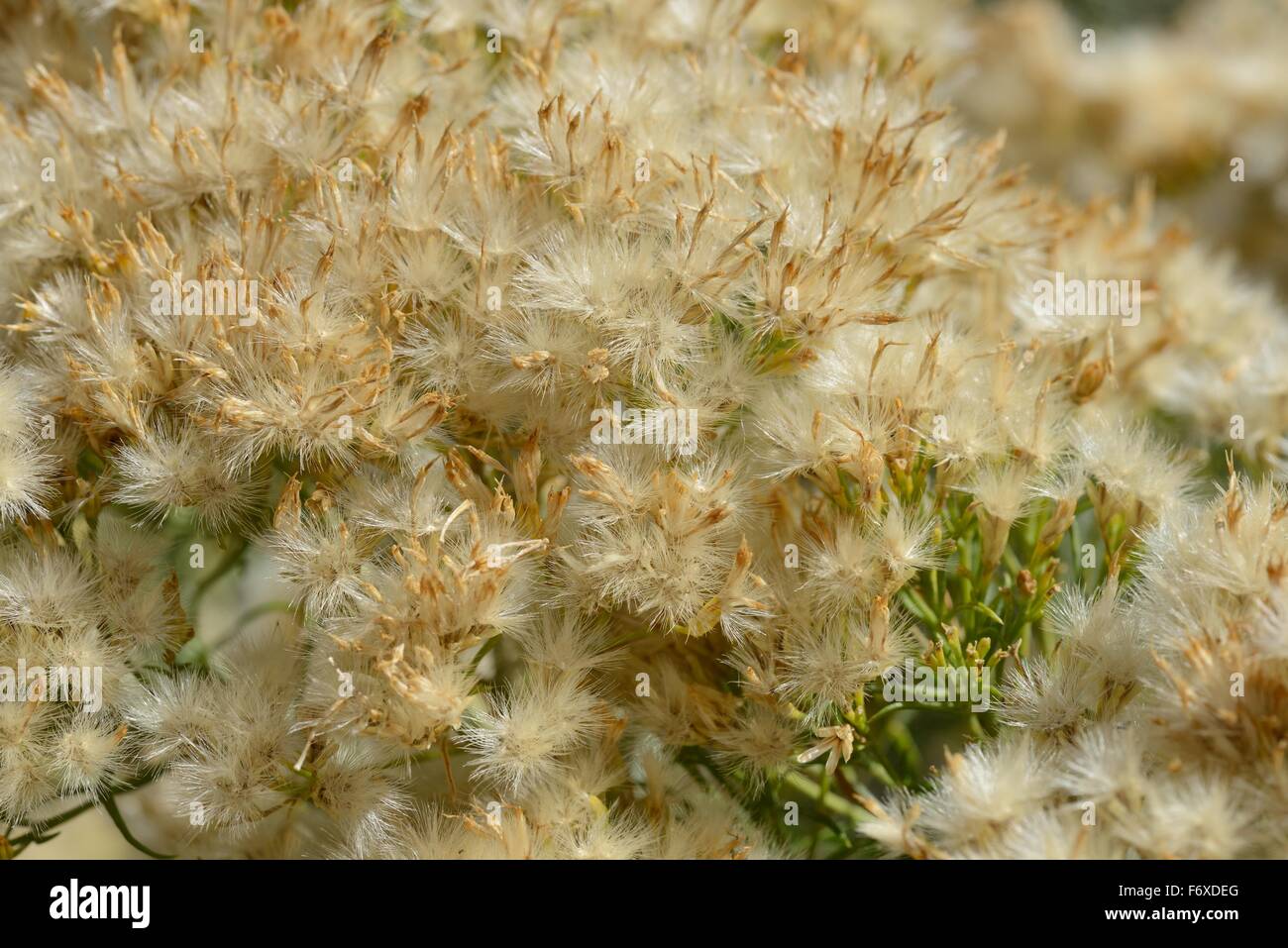 Rabbitbrush hi-res stock photography and images - Alamy