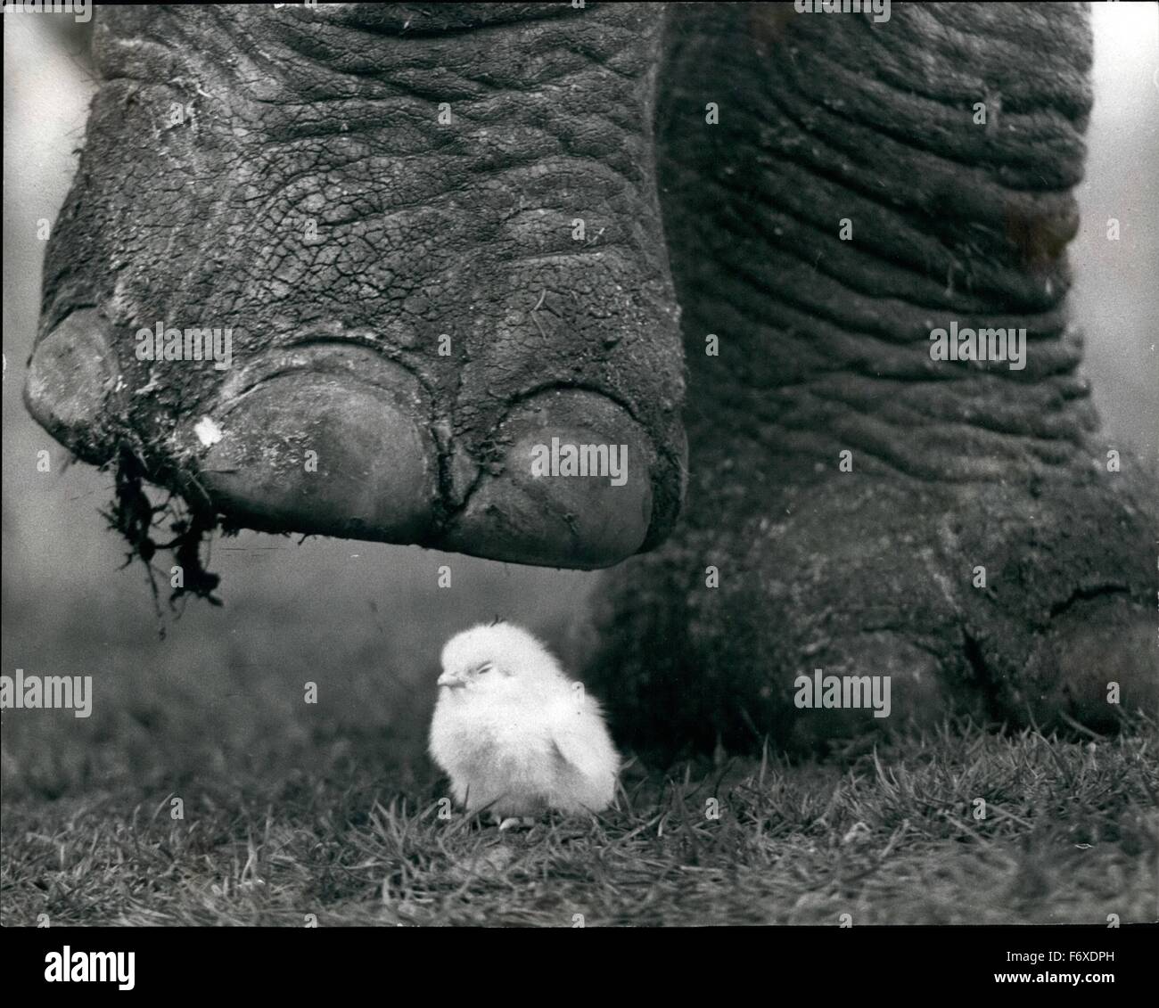 1962 - Gently does it.: Emily the elephant at Shewood Zoo, Notthingham ...