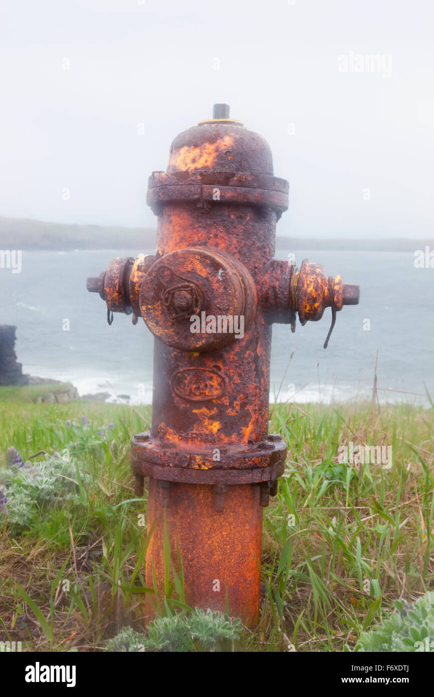 A weathered fire hydrant stands among lupine on the tundra on the coast ...