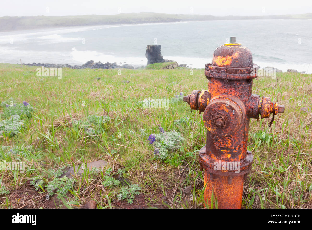 A weathered fire hydrant stands among lupine on the tundra on the coast ...