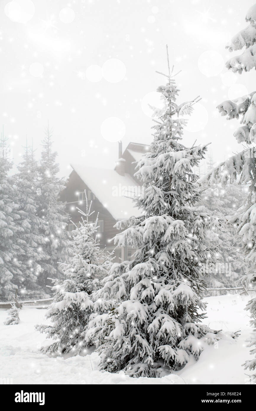 Frost covered fir trees in the snowfall Stock Photo - Alamy