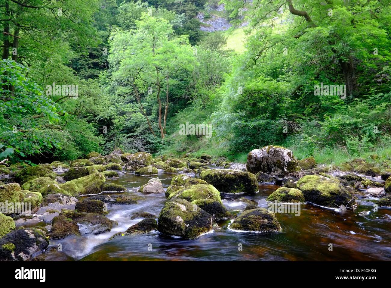 The River Twiss running down a tree-lined valley Stock Photo - Alamy
