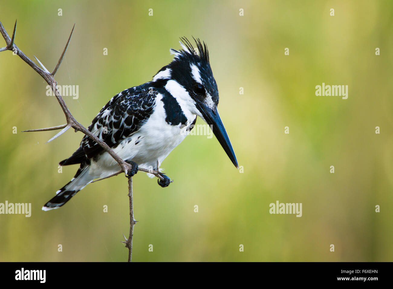 Pied kingfisher Specie Ceryle rudis family of Alcedinidae Stock Photo ...