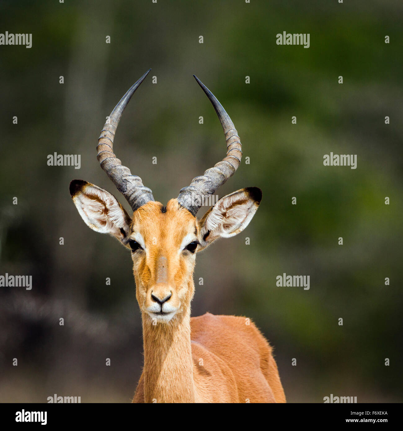 impala Specie Aepyceros melampus family of bovidae Stock Photo - Alamy