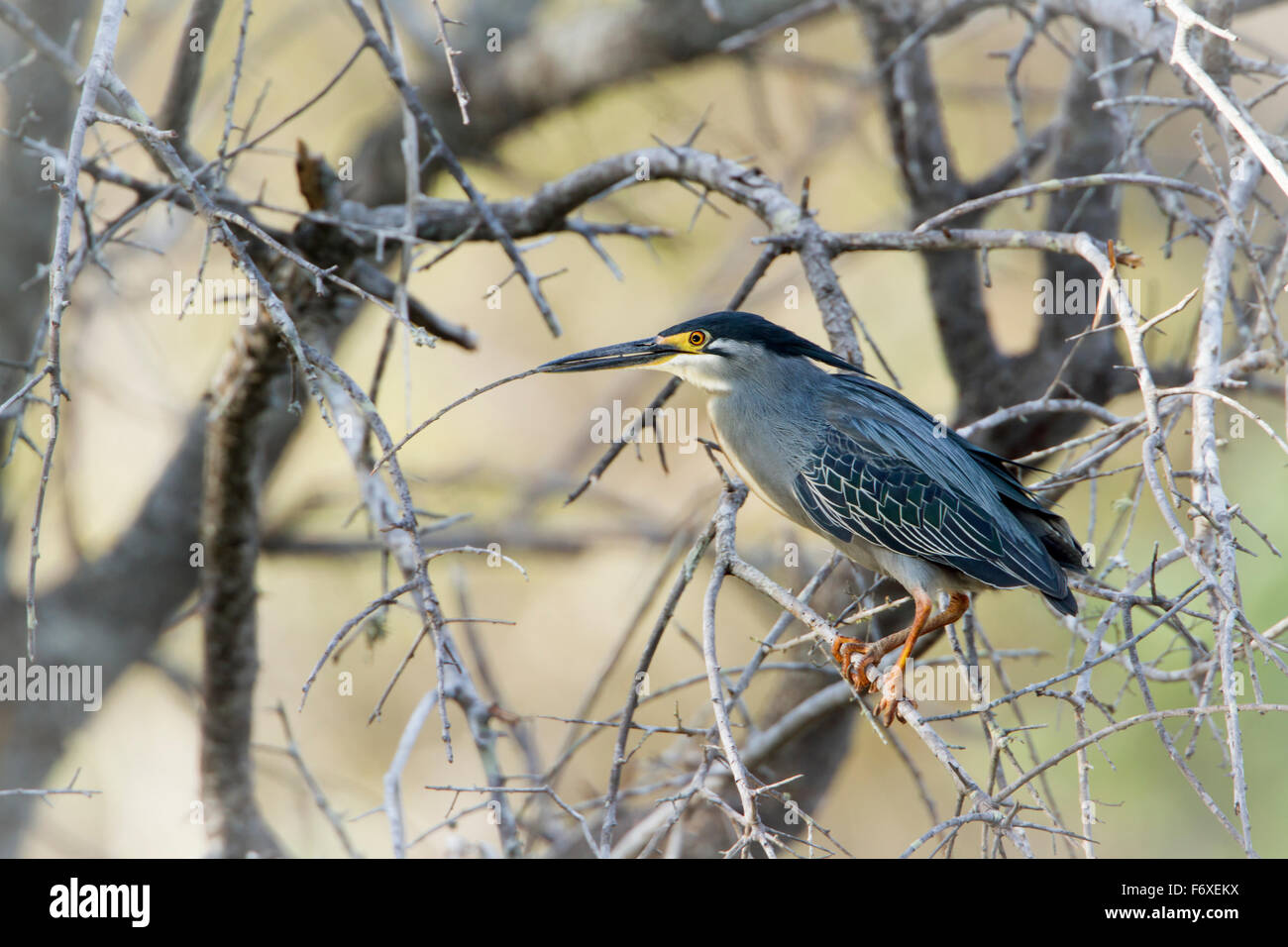 Green-backed heron Specie Butorides striata family of Ardeidae Stock ...