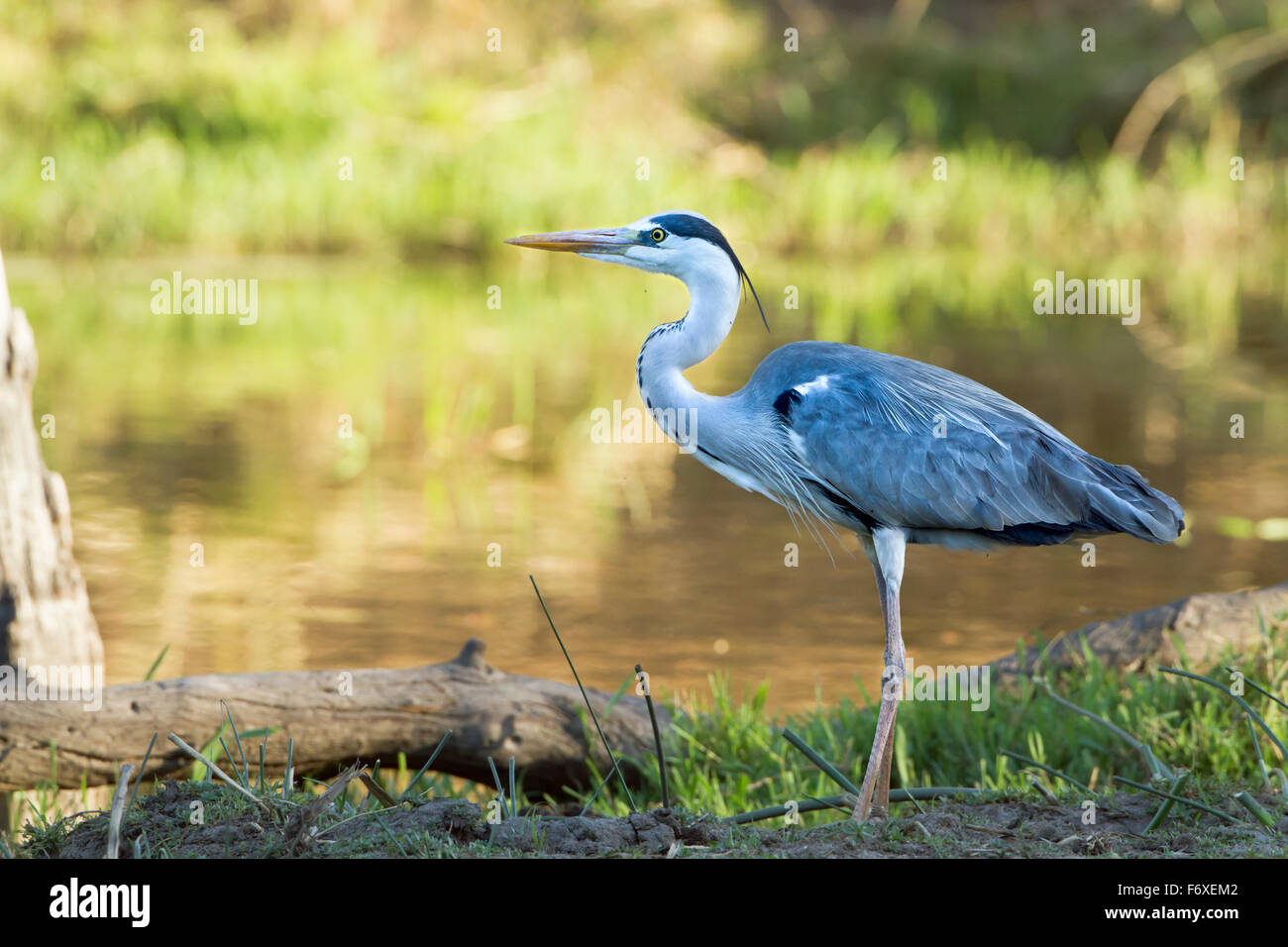 grey heron Specie Ardea cinerea family of ardeidae Stock Photo - Alamy