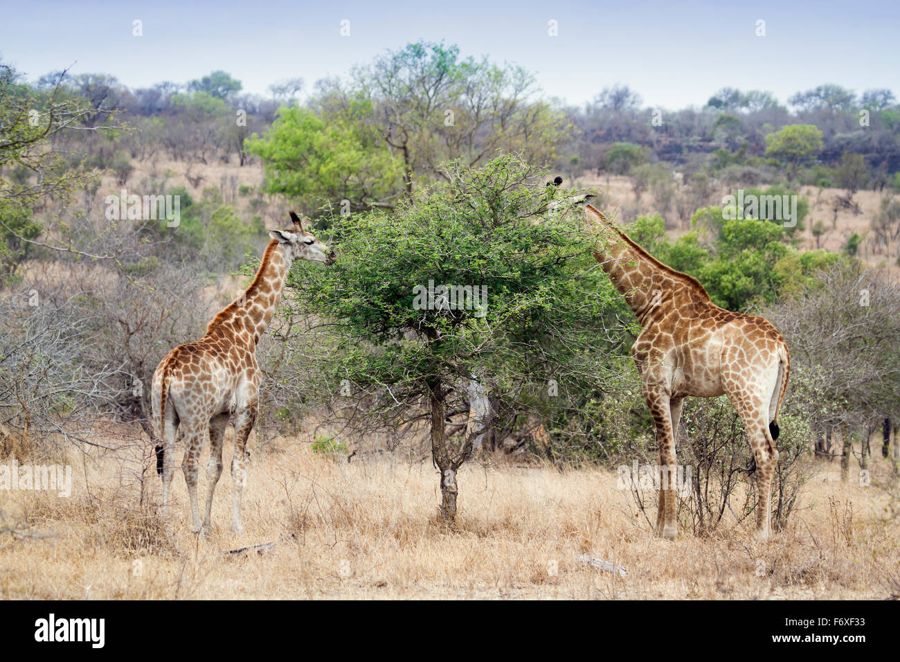 giraffe Specie Giraffa camelopardalis family of Giraffidae Stock Photo ...
