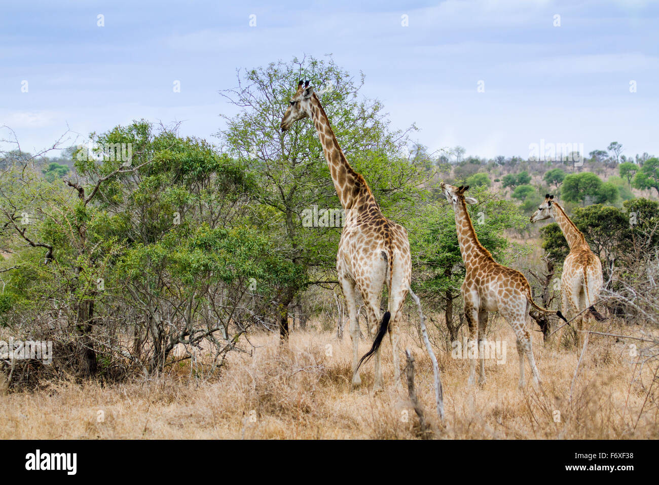 Giraffidae family hi-res stock photography and images - Alamy