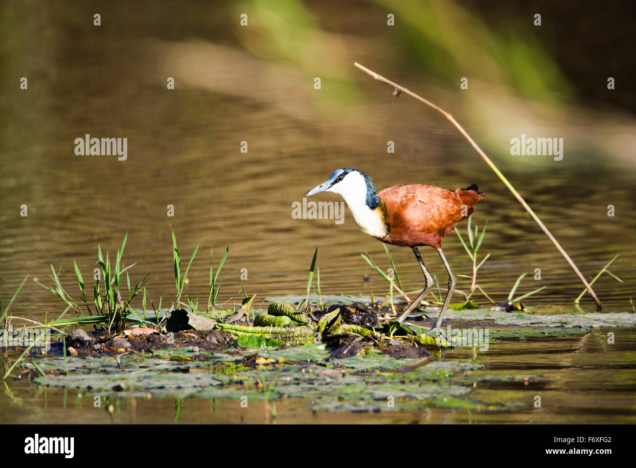 African jacana Specie Actophilornis africanus family of jacanidae Stock ...