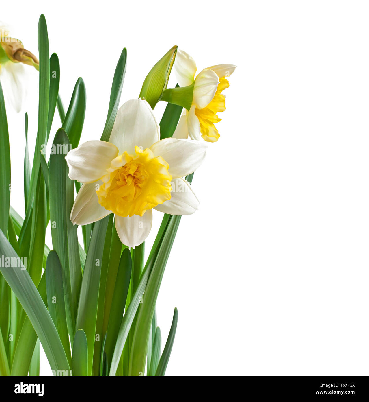 Spring flowers narcissus isolated on white background Stock Photo - Alamy