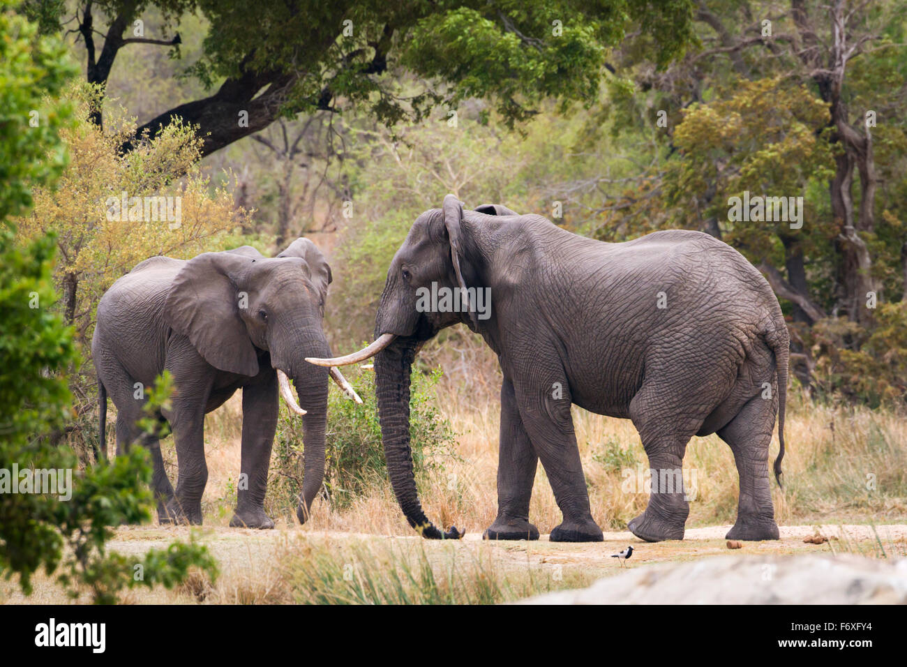 African bush elephant Specie Loxodonta africana family of Elephantidae ...