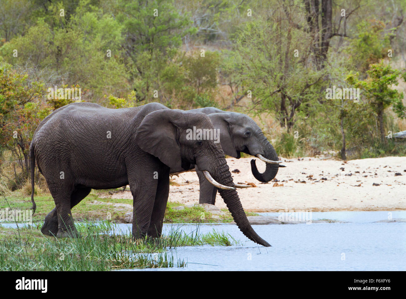 African bush elephant Specie Loxodonta africana family of Elephantidae ...