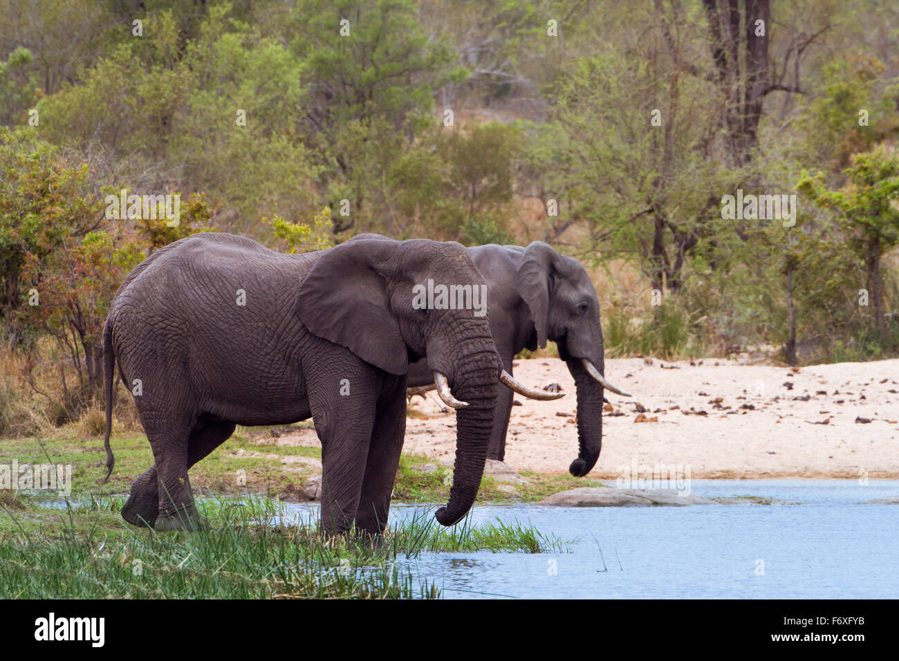 African bush elephant Specie Loxodonta africana family of Elephantidae ...