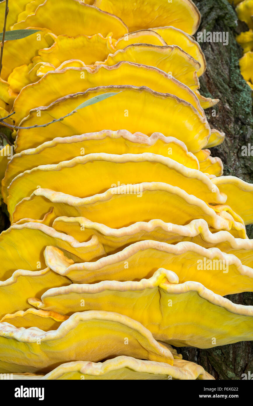 Yellow Polypores growing on a tree in Poland Stock Photo - Alamy