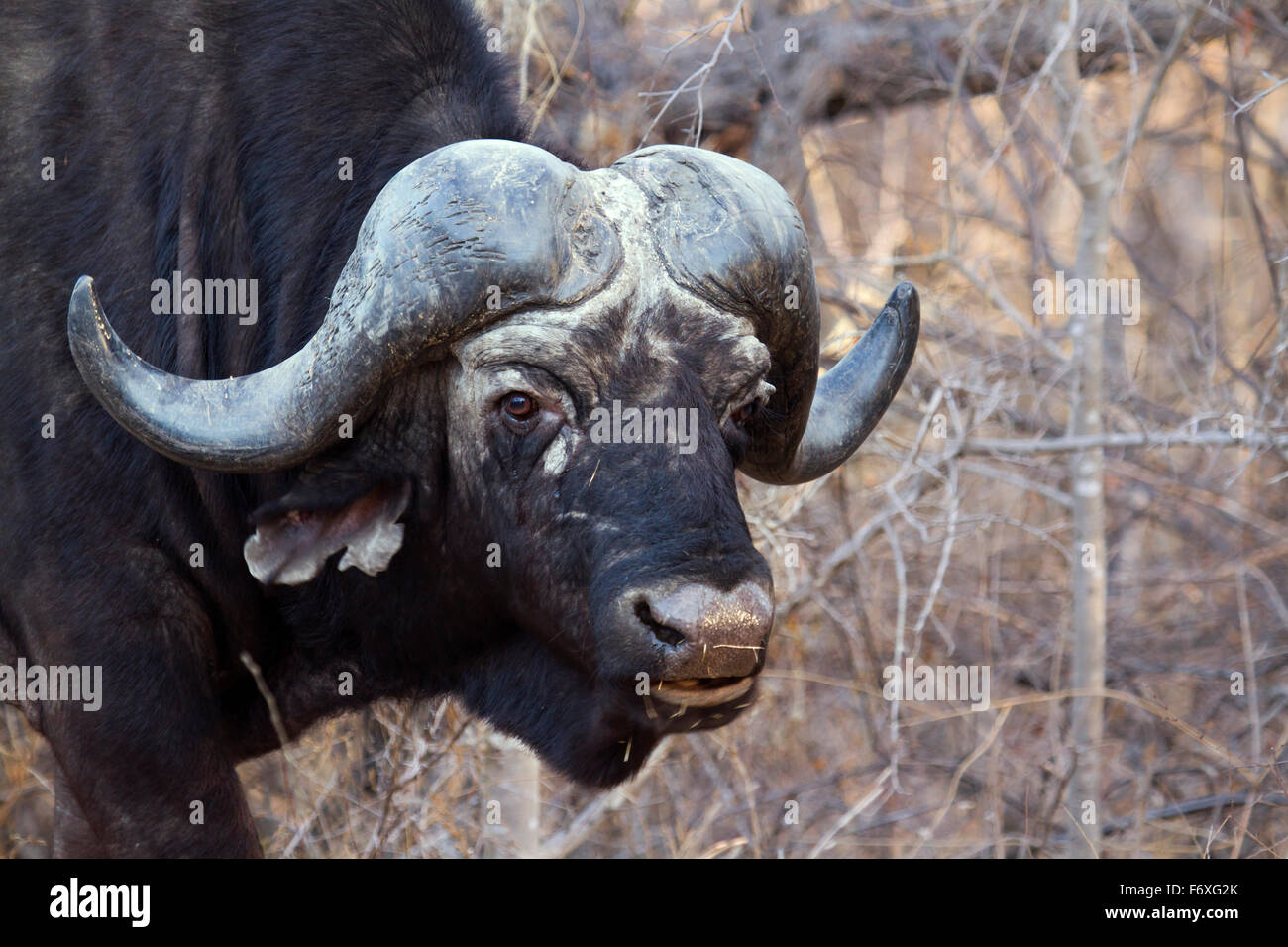 African wild buffalo Specie Syncerus caffer family of bovidae Stock ...