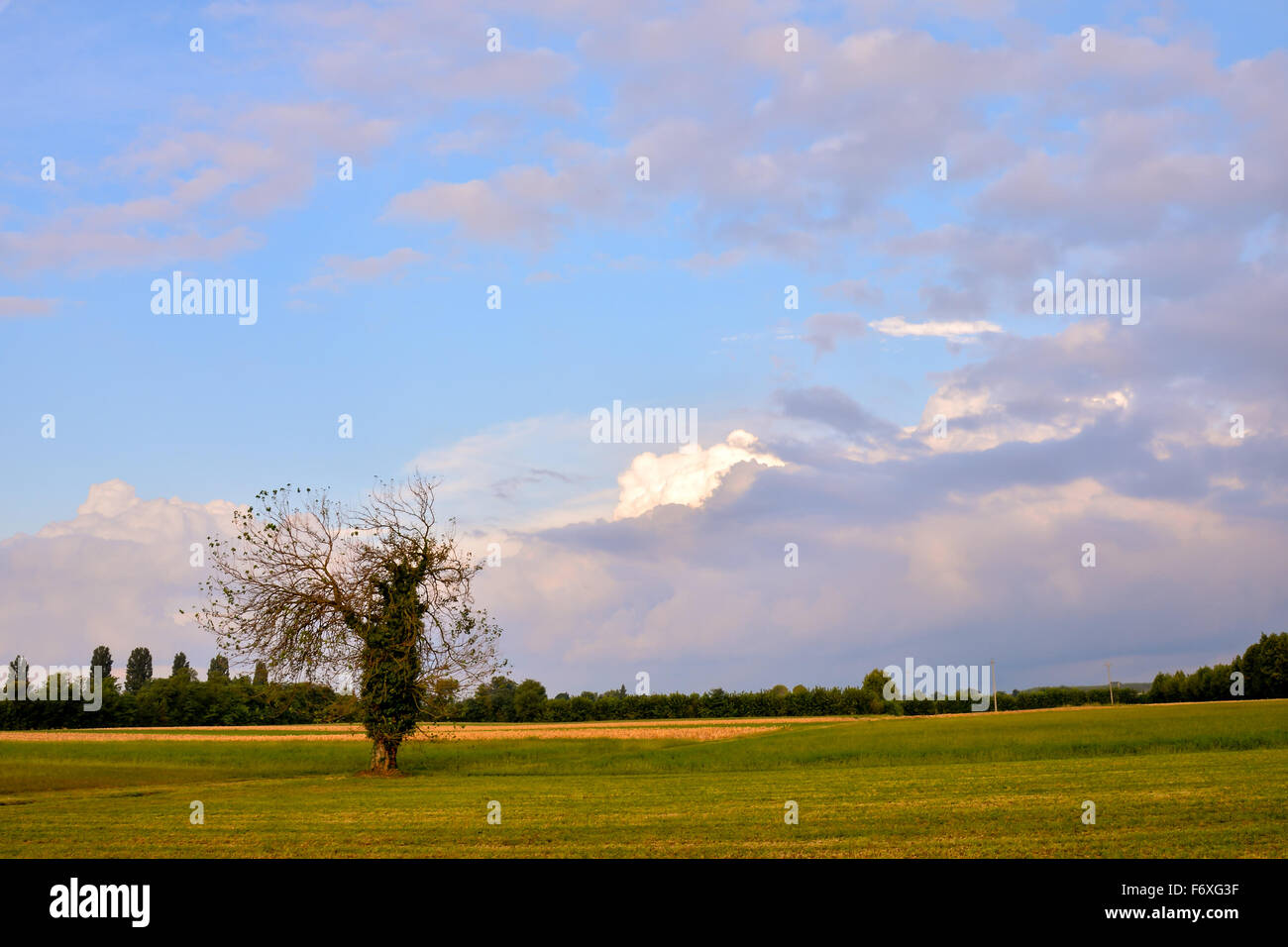 big tree in meadow Stock Photo - Alamy