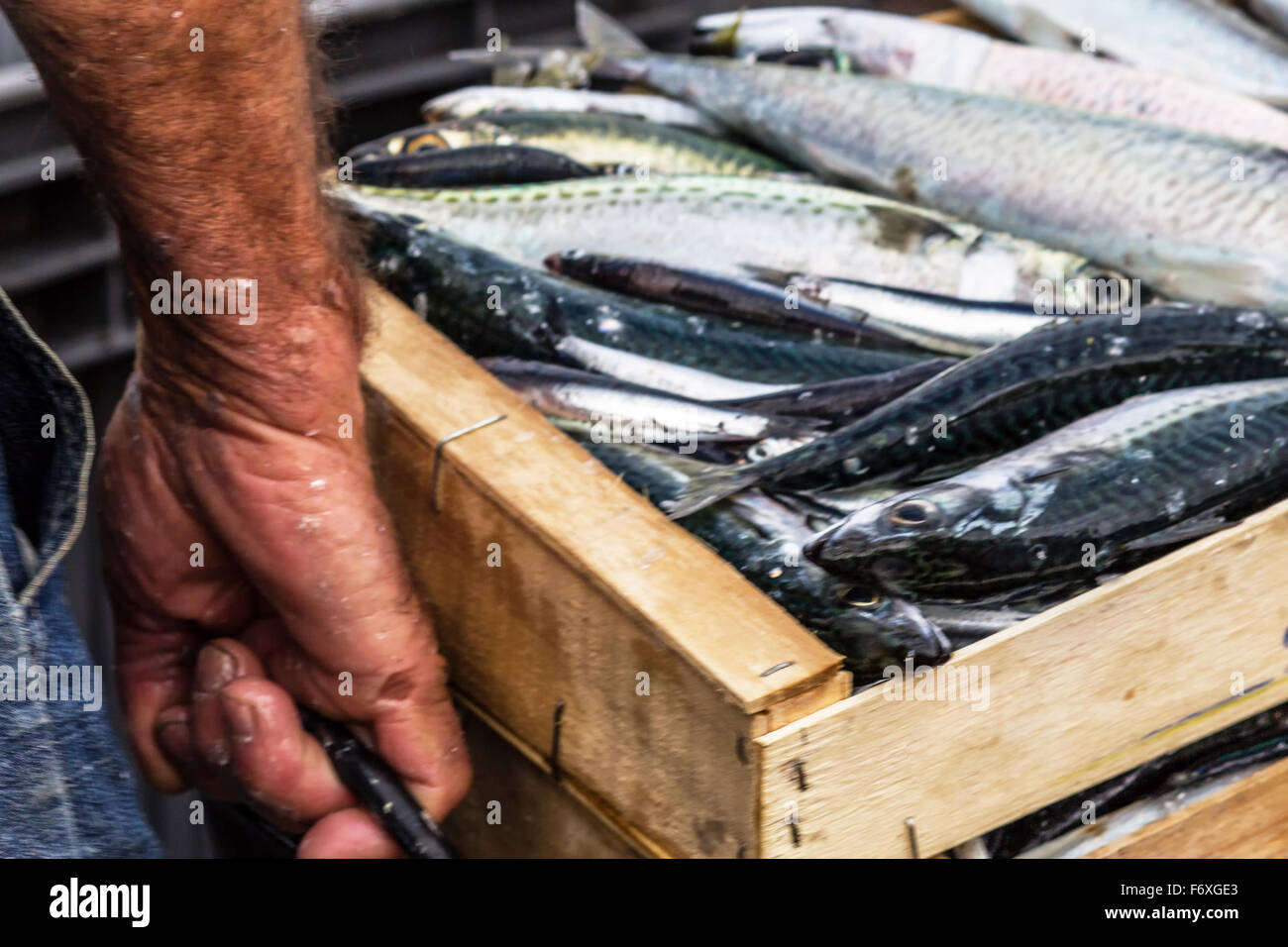 Sardines at port hi-res stock photography and images - Alamy