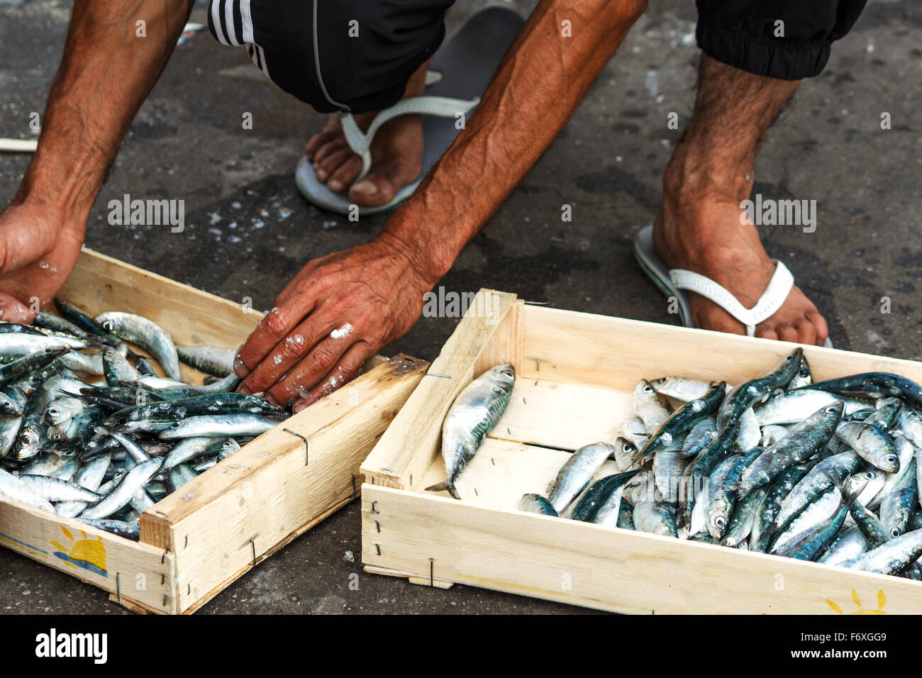 Fishing port - Anchovies in the packing station Stock Photo - Alamy