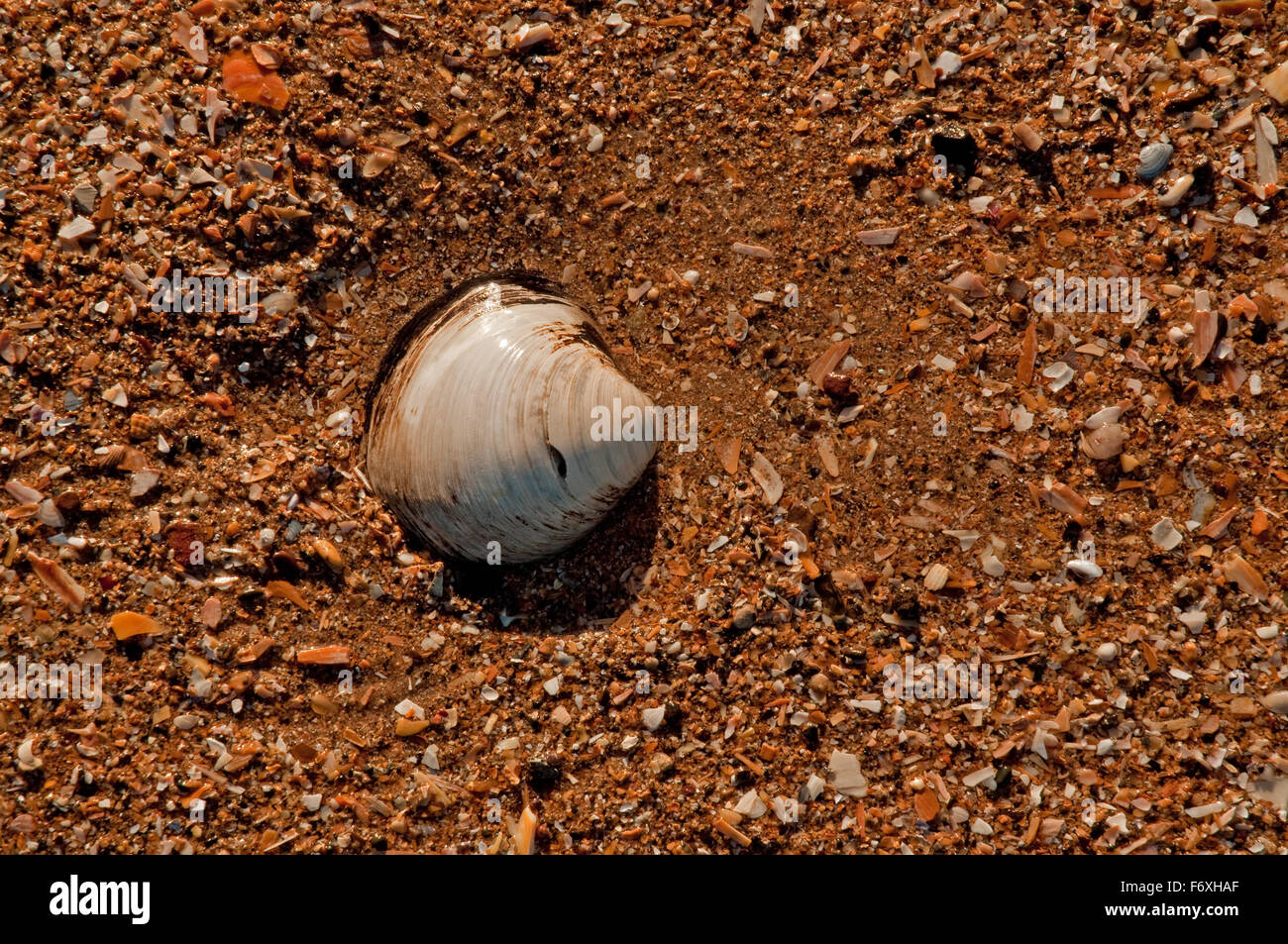 Ocean quahog shell on Gullane Beach Stock Photo - Alamy
