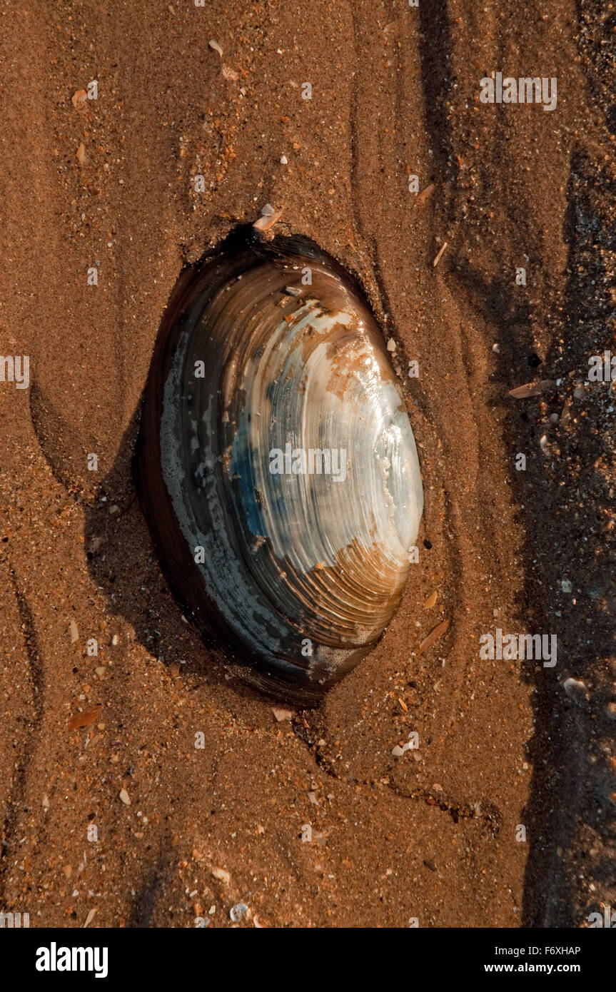Ocean quahog shell on Gullane Beach Stock Photo - Alamy