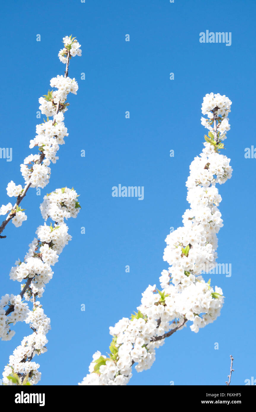 New flower shoot hi-res stock photography and images - Alamy