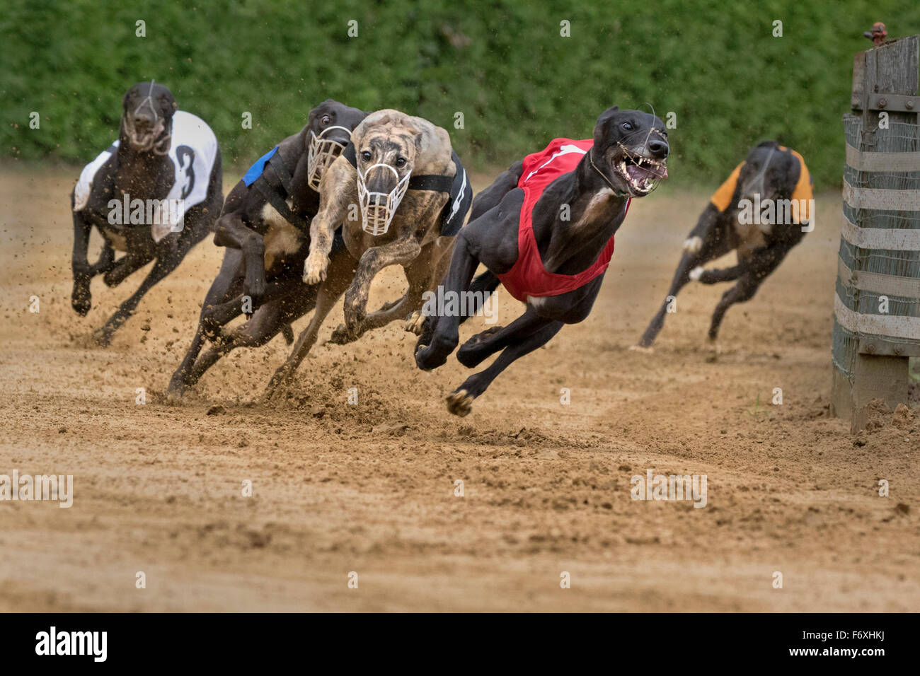 Greyhound racing, Hamburg, Germany Stock Photo - Alamy