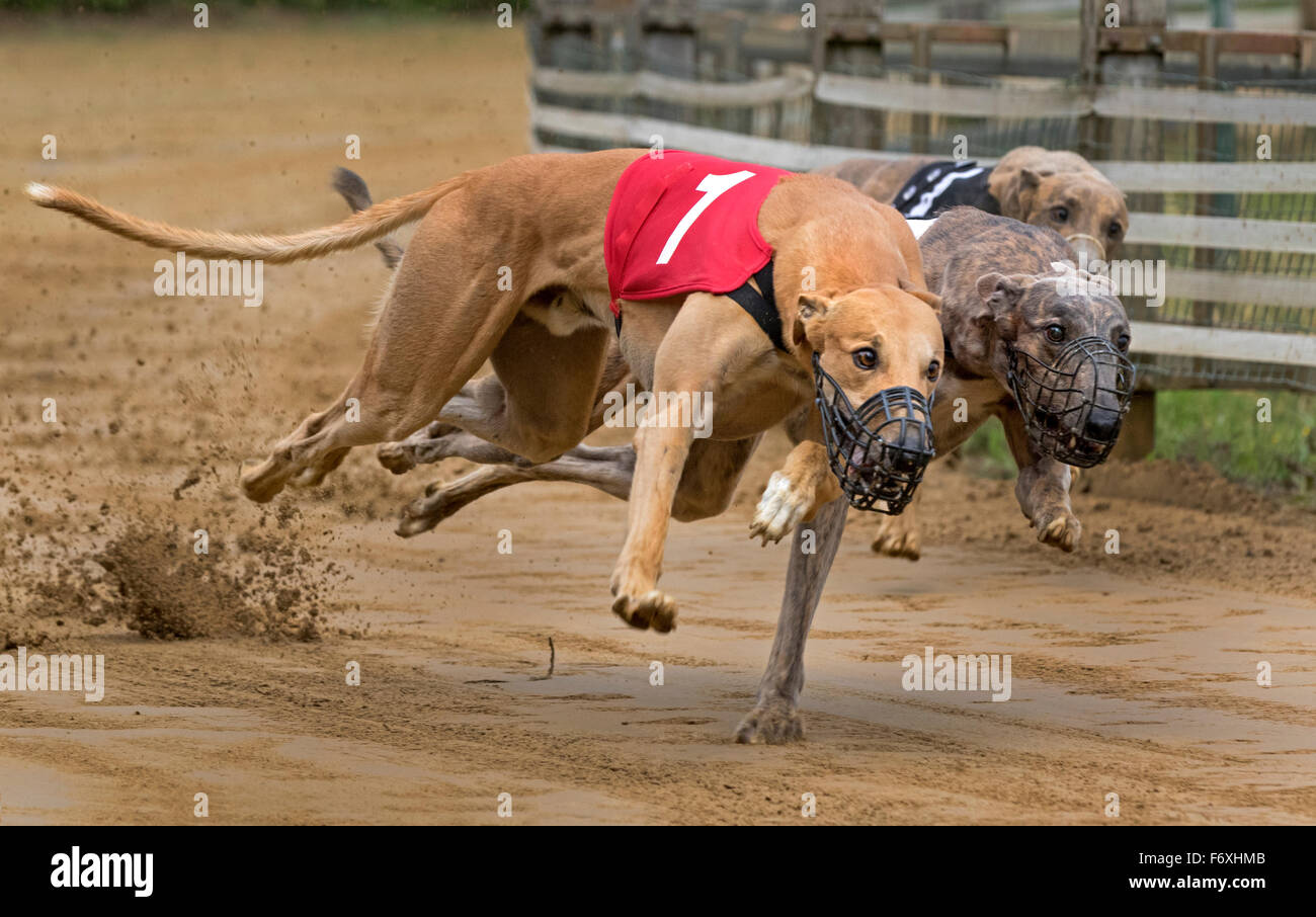 Greyhound racing, Hamburg, Germany Stock Photo - Alamy