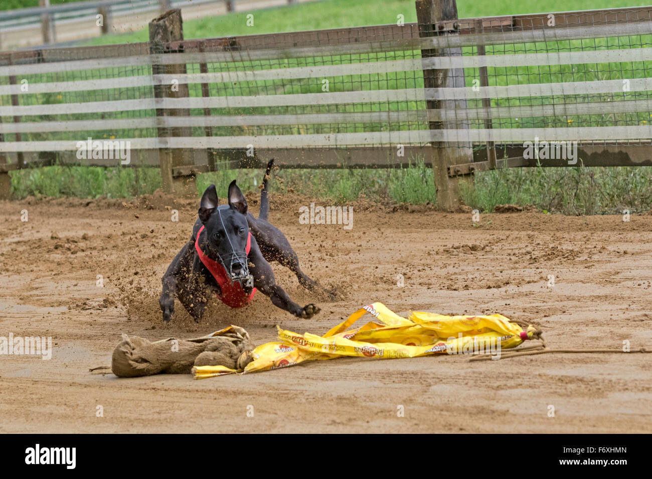 Greyhound racing, Hamburg, Germany Stock Photo - Alamy