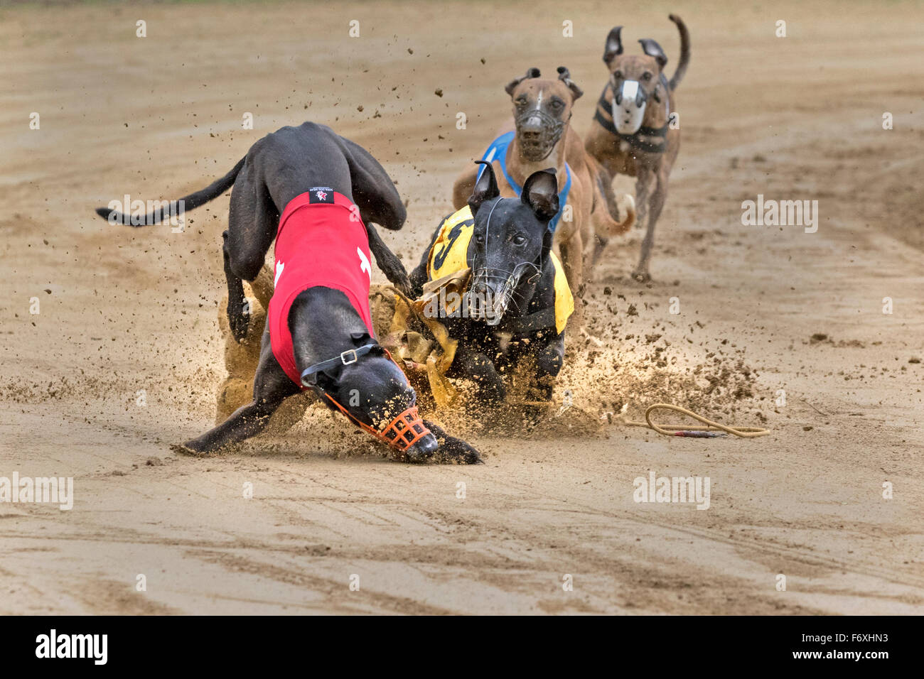 Greyhound racing, Hamburg, Germany Stock Photo - Alamy