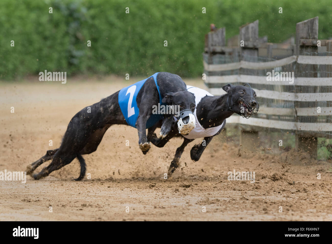 Greyhound racing, Hamburg, Germany Stock Photo - Alamy