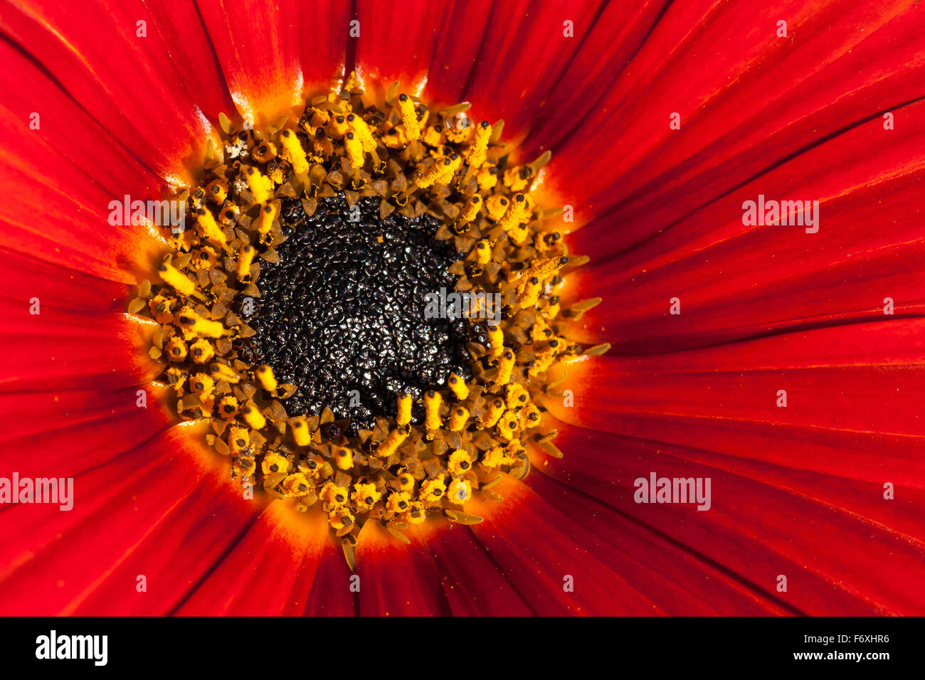 Red and black flower hi-res stock photography and images - Alamy