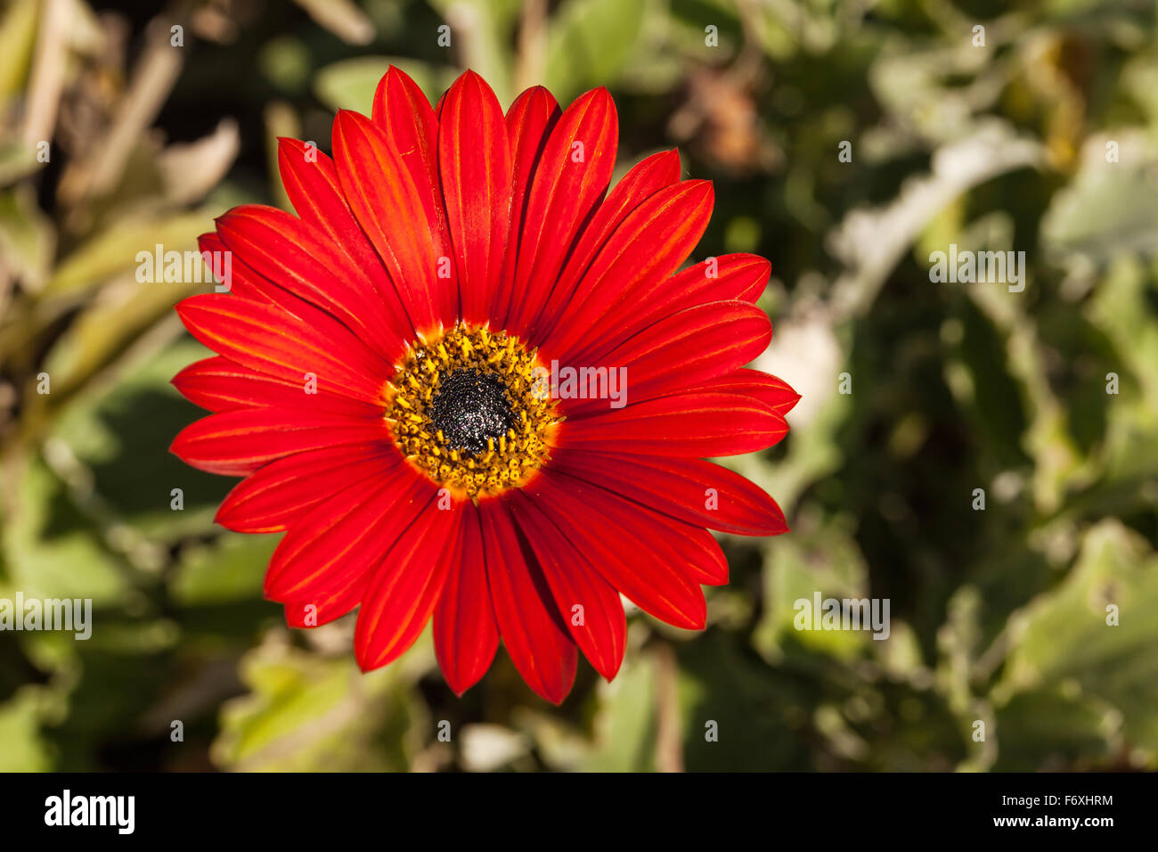 A red flower in bloom, detail Stock Photo - Alamy