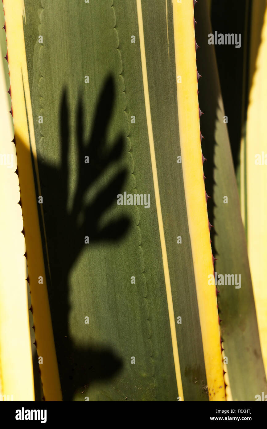 Cacti shadows hi-res stock photography and images - Alamy