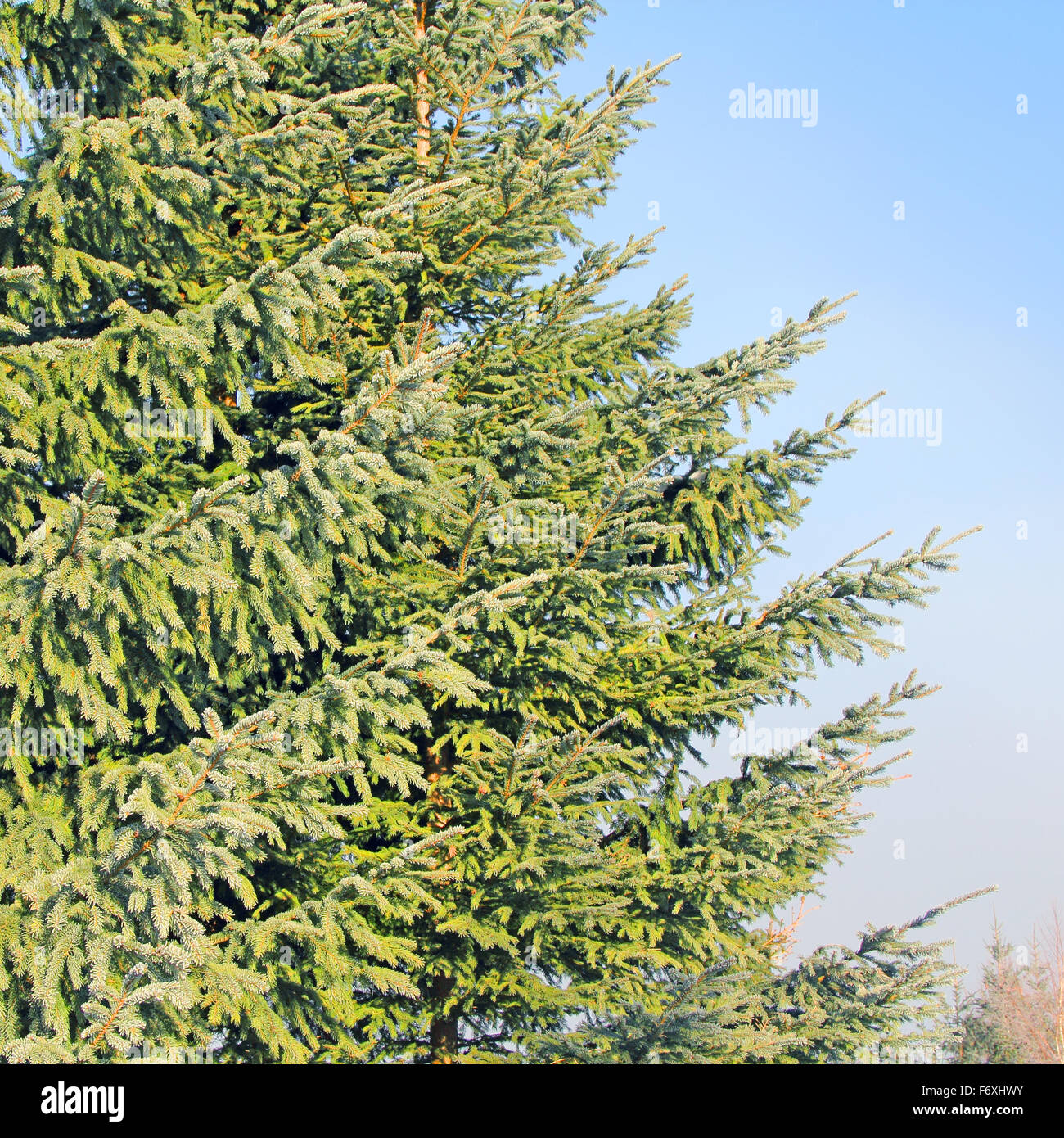 Top of fir tree against blue sky background Stock Photo - Alamy