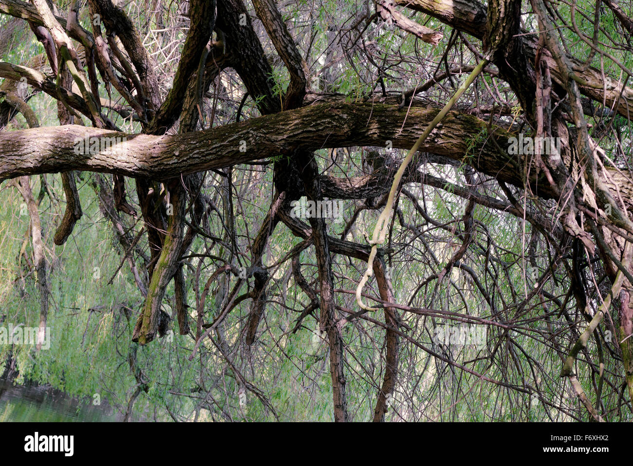 unusual long curved roots of a tree near the river Stock Photo - Alamy