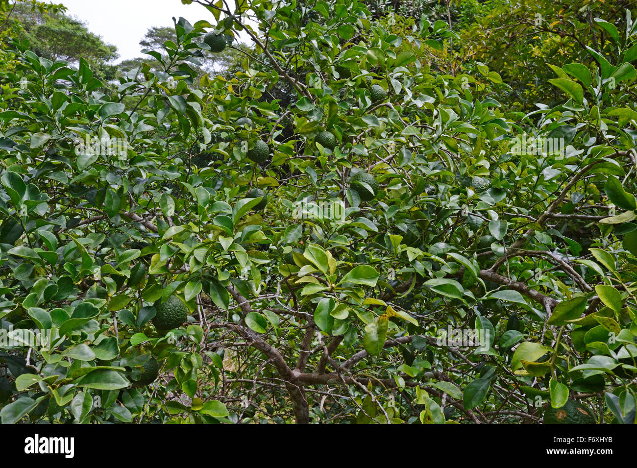 Orange (Citrus sp.) tree, Mahé Island, Seychelles Stock Photo - Alamy