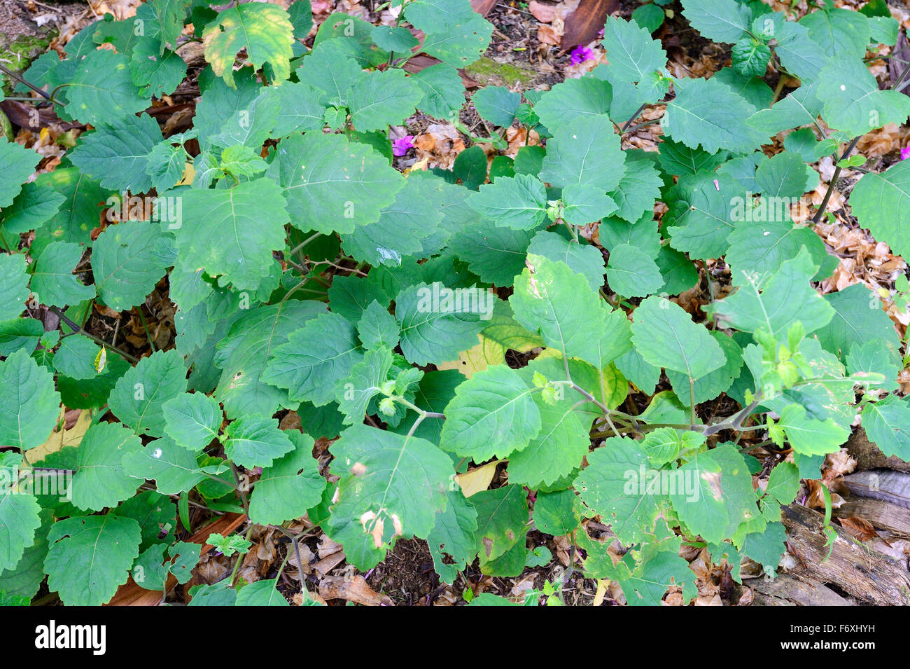 Patchouli, also patchouly or pachouli (Pogostemon cablin), spice ...