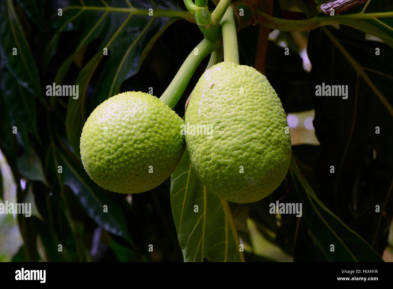 Bread Fruit Tree In Saint Vincent