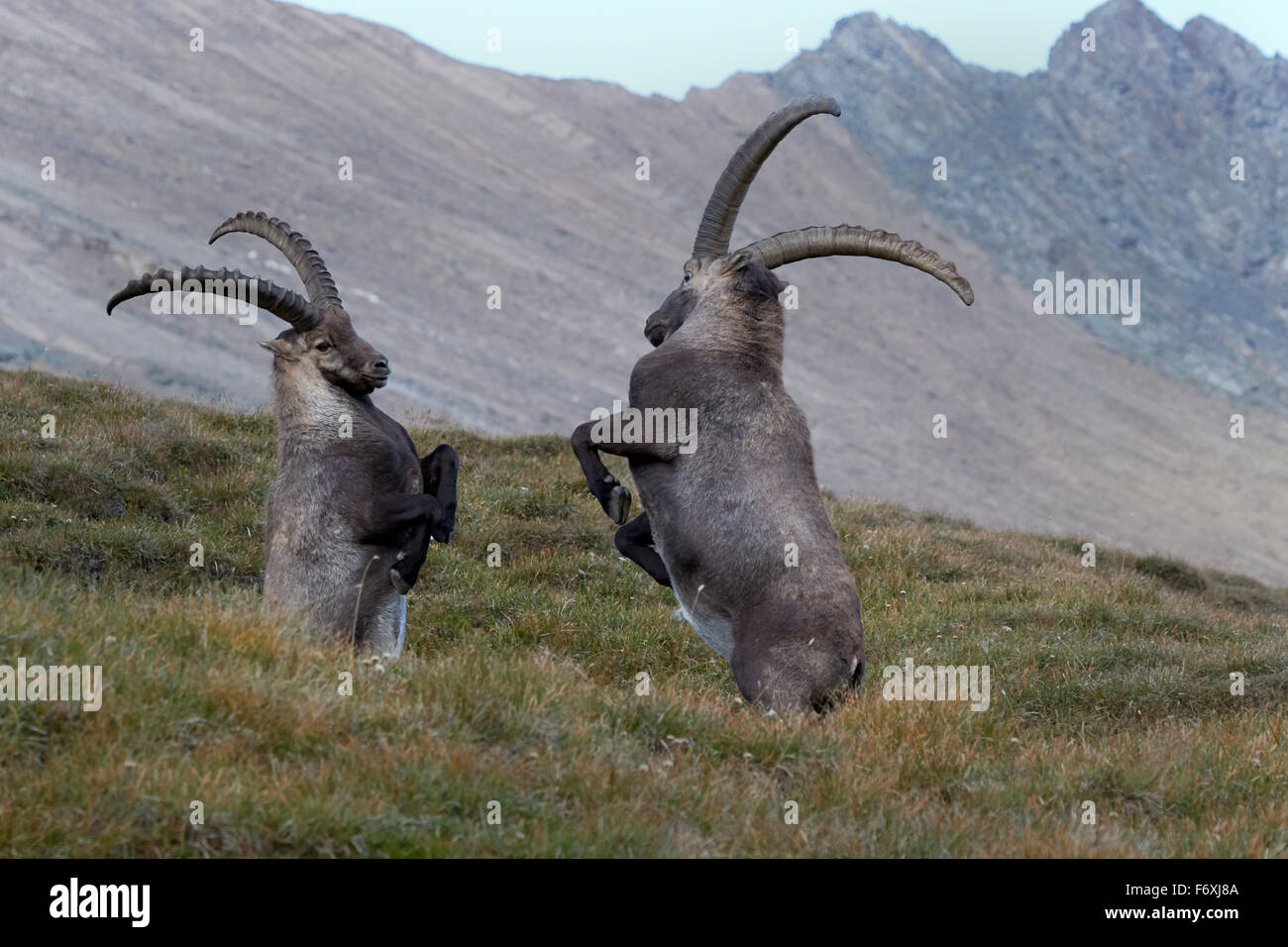 Fighting Alpine ibex, High Tauern National Park, Carinthia, Austria ...