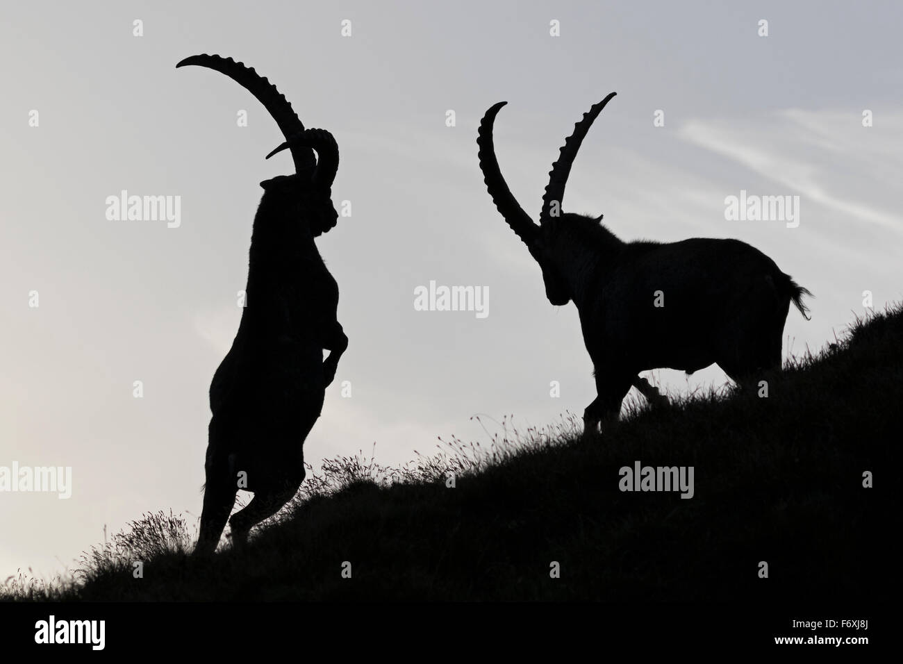 Ibex fight hi-res stock photography and images - Alamy