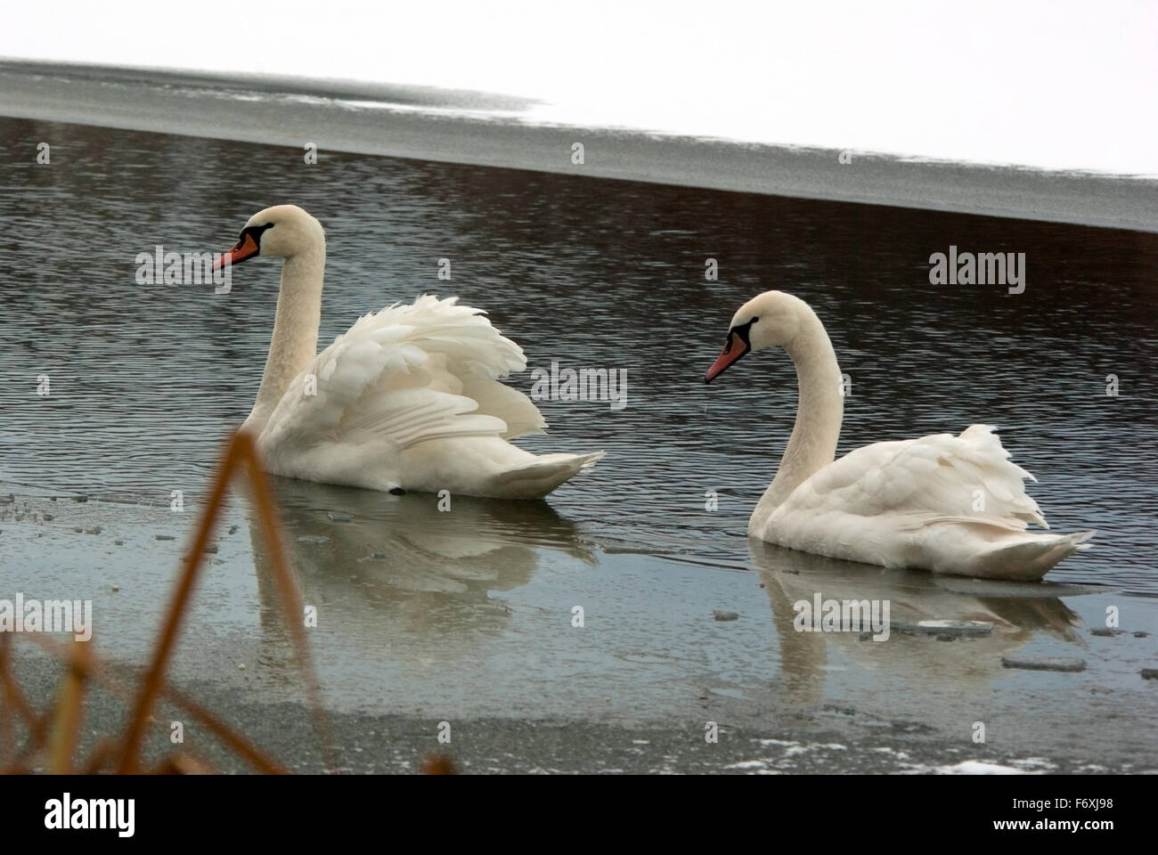 Two swans of a shipun on the lake in the winter. (Cyqnus olor Stock ...