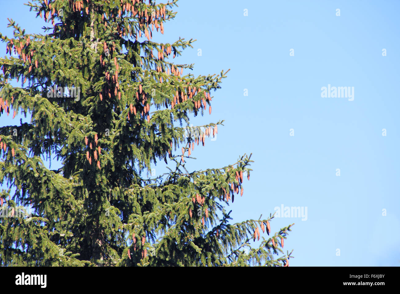 Fir tree top cones hi-res stock photography and images - Alamy