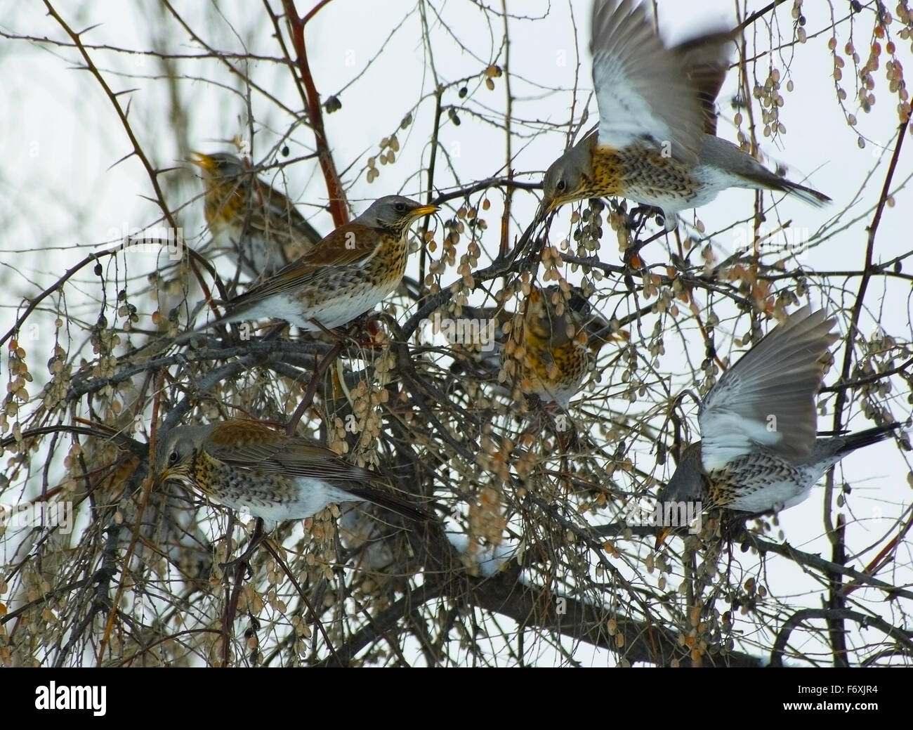 Flock of birds of thrushes in the winter on branches eat fruits ...