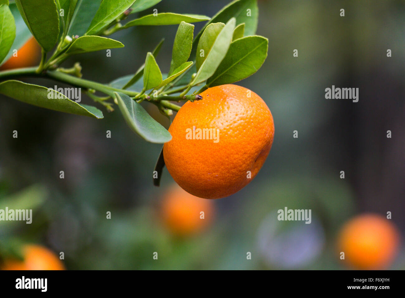 Orange on tree Stock Photo - Alamy