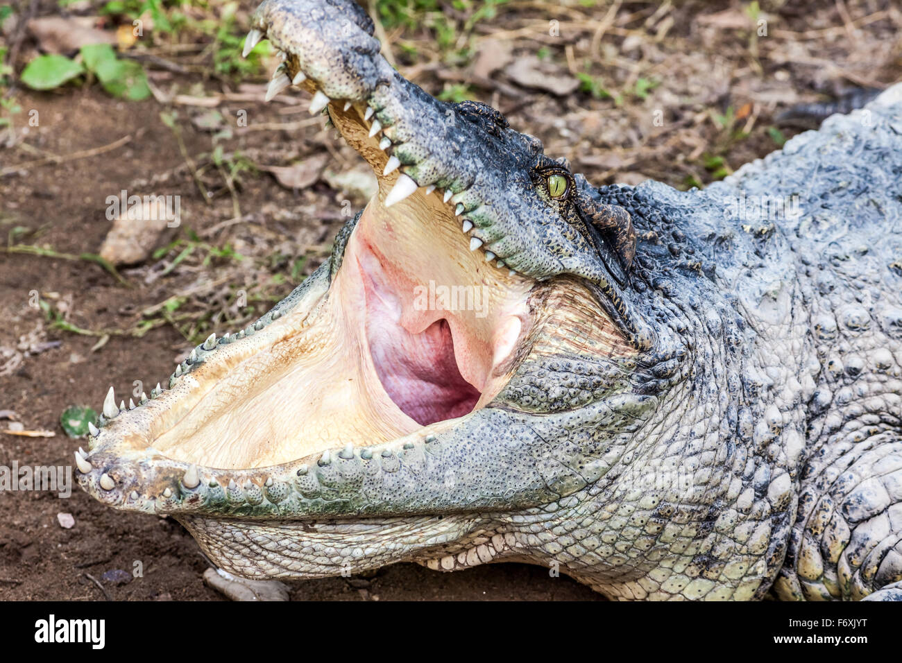 Alligator With Mouth Open