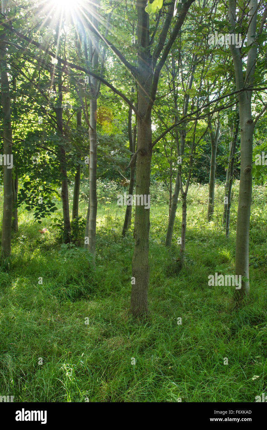 Beaming sun hi-res stock photography and images - Alamy