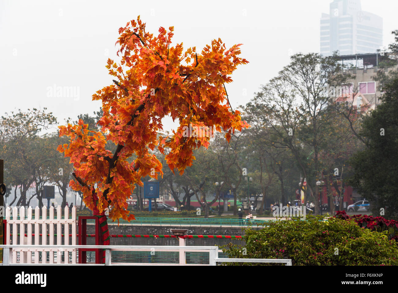Tree with orange leafs in Hanoi Stock Photo - Alamy